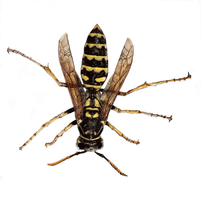 Voor de ‘vriendelijke’ Franse veldwesp is ook Nederland nu warm genoeg