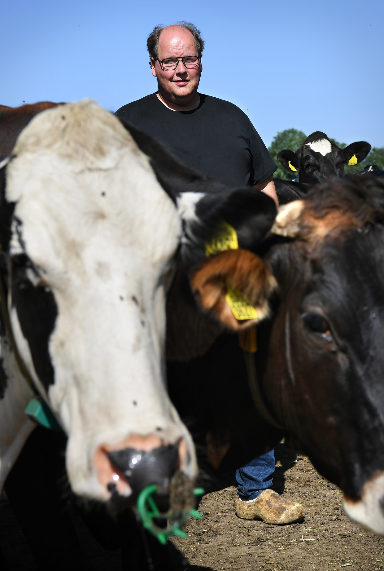 Veehouder ziet Rutte IV maar wat graag vertrekken, maar vreest ook wat ...