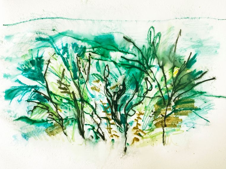 Van wier tot waar: zeewier duikt steeds vaker op in de wereld van ...