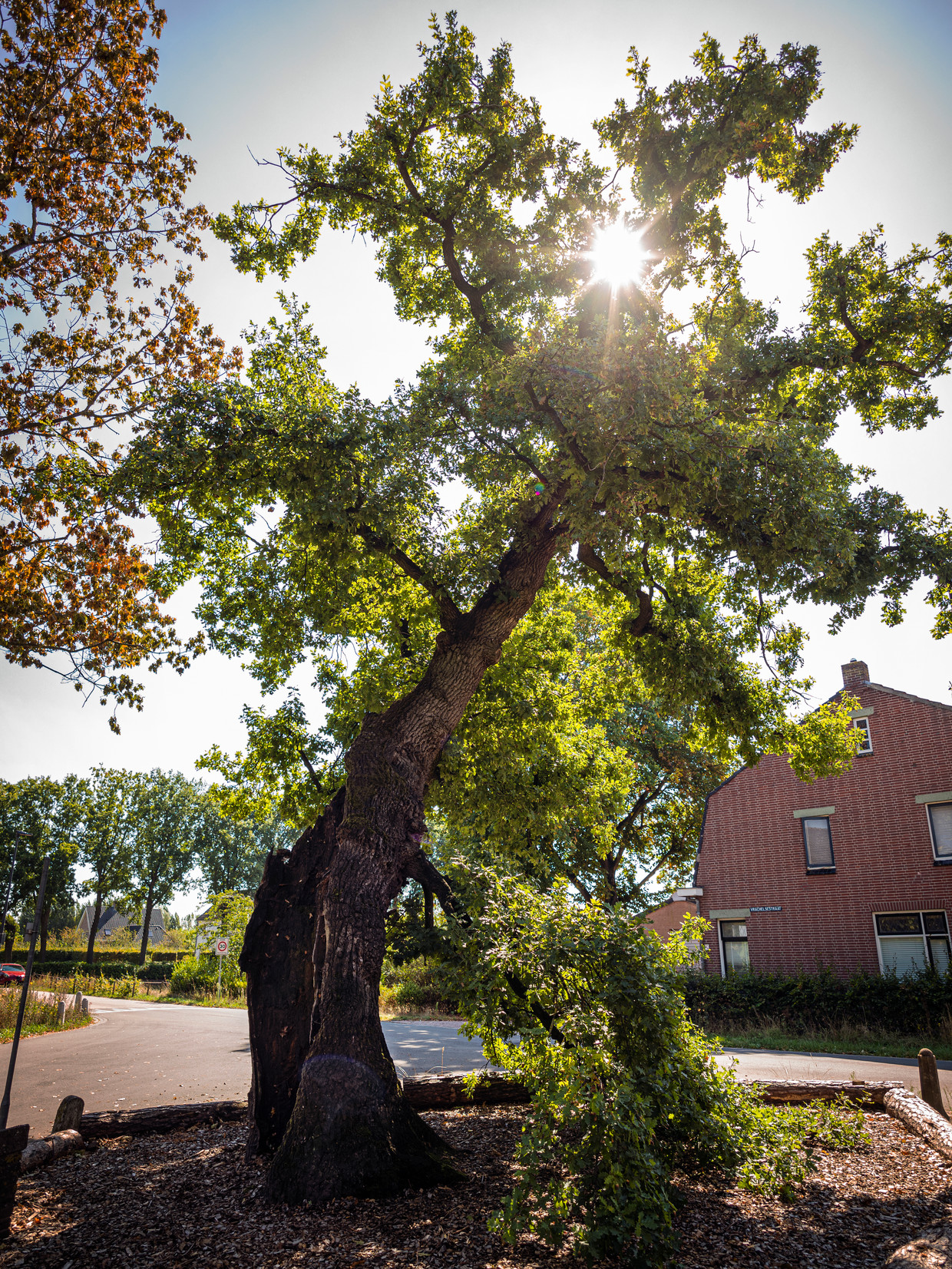 Oudste eik Nederland staat vermoedelijk in het Brabantse Den Hout