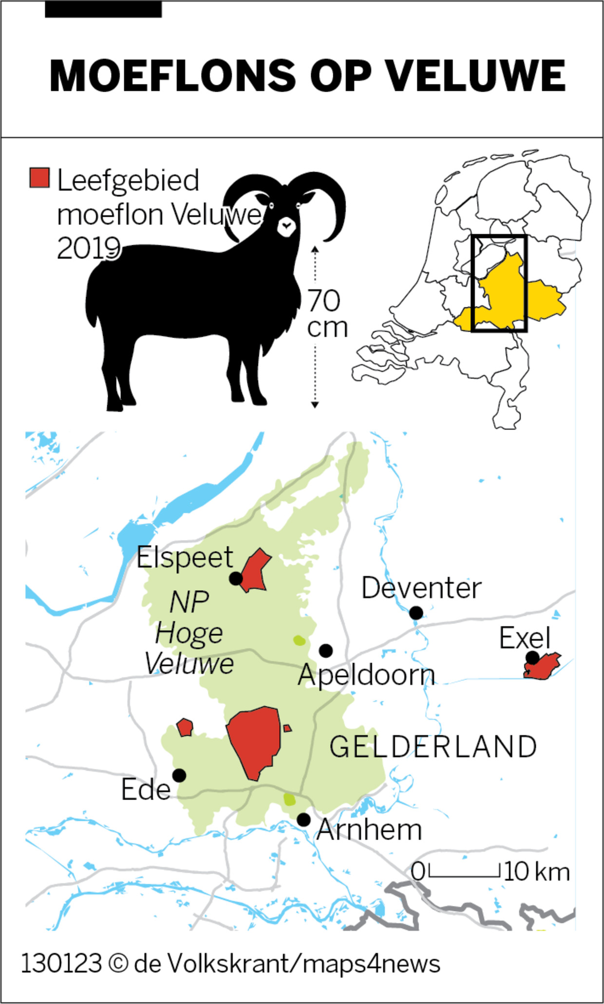 Wolf maakt einde aan een eeuw aanwezigheid van de moeflon op de Hoge ...