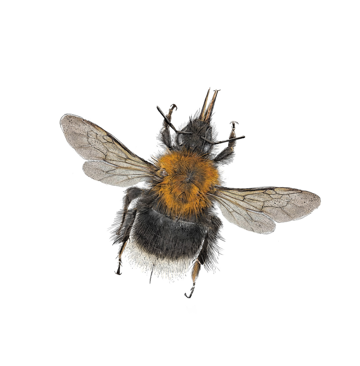 De boomhommel lijkt meer te houden van de stad dan van het bos