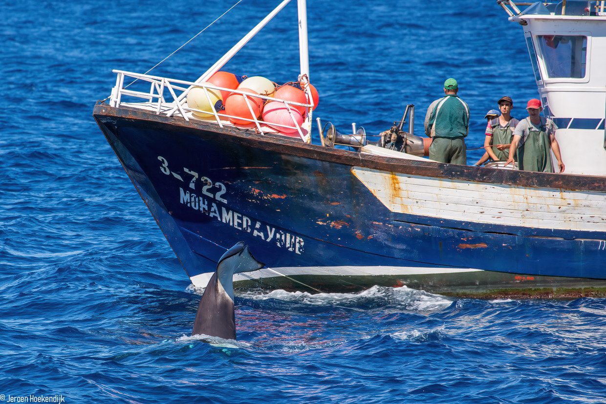 Orka’s in de Straat van Gibraltar rammen zeilboten. Maar waarom?