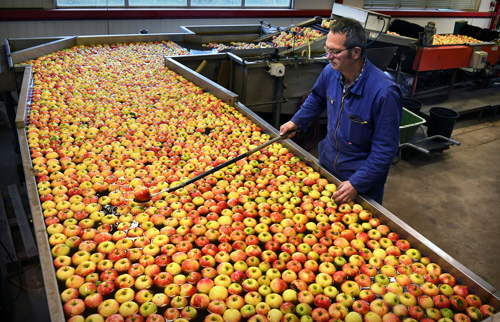 De rijpe Nederlandse appel blijft aan de boom hangen | De Volkskrant
