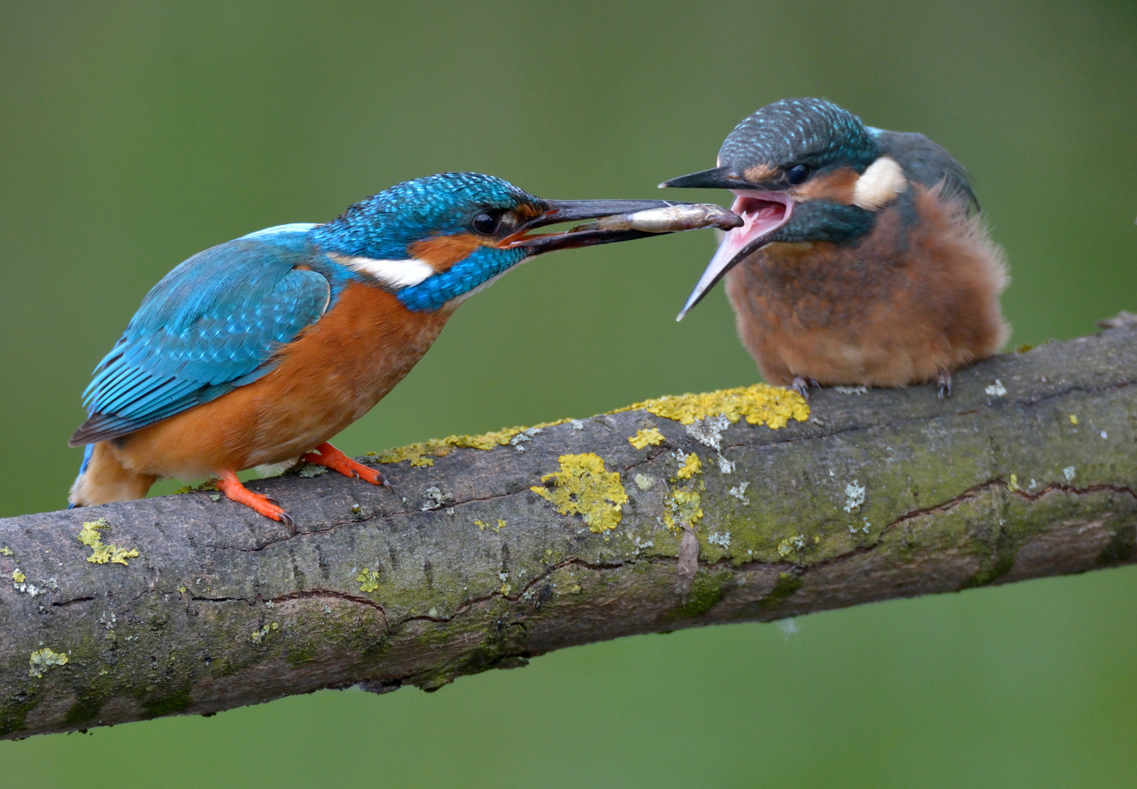 VN: uitbuiting natuur leidt tot massaal uitsterven van soorten en ...
