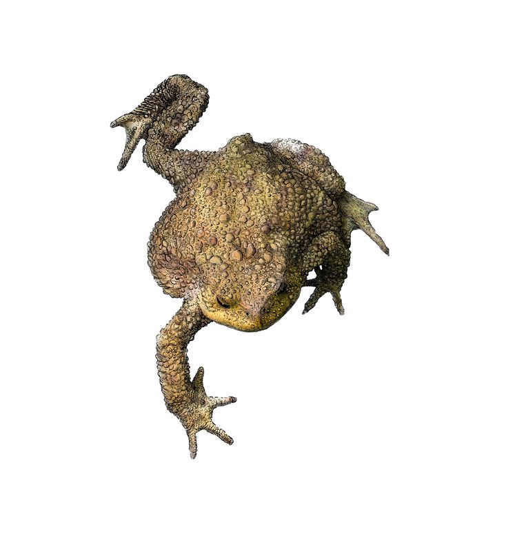 De weg naar voortplanting is voor de gewone pad geplaveid met gevaren