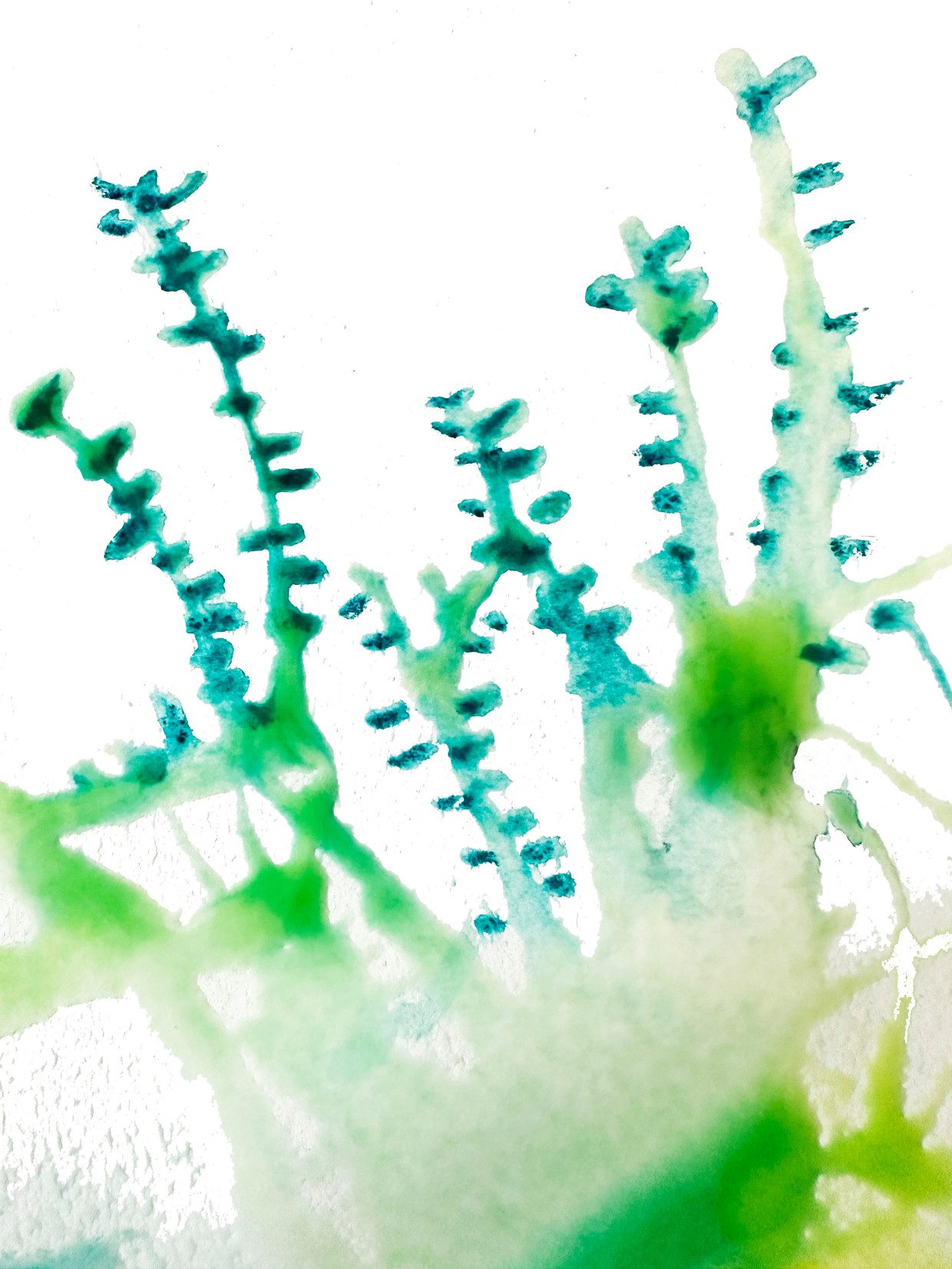 Van wier tot waar: zeewier duikt steeds vaker op in de wereld van ...