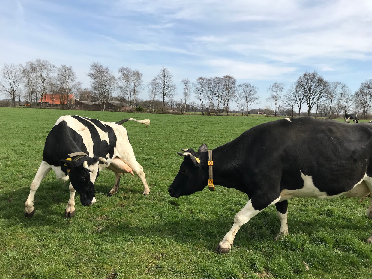 Springen, slalommen en klimmen in de wei: de koeien mogen eindelijk ...