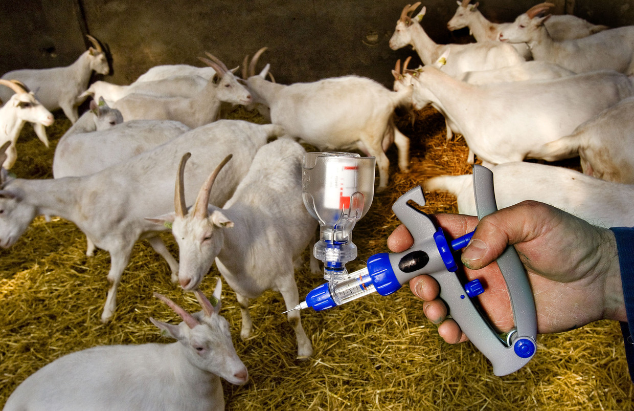 Weermodel voorspelt verspreiding Q-koorts | De Volkskrant