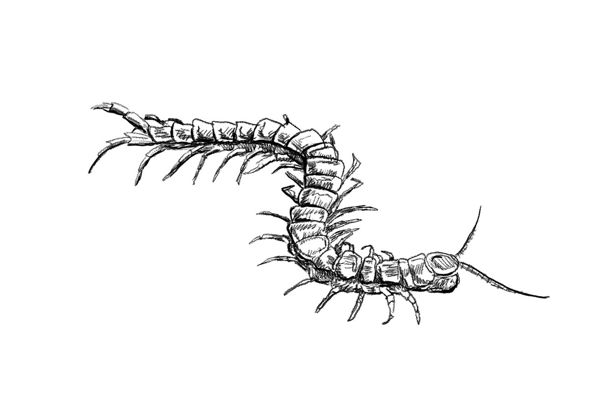 De gewone steenloper – een duizendpoot – is een snelle rover in het ...