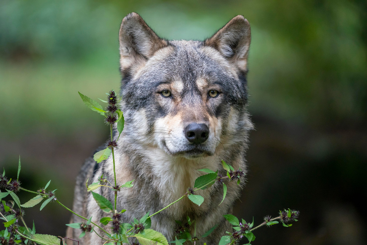 Provincie Gelderland gaat met paintballgeweren op wolf schieten die ...