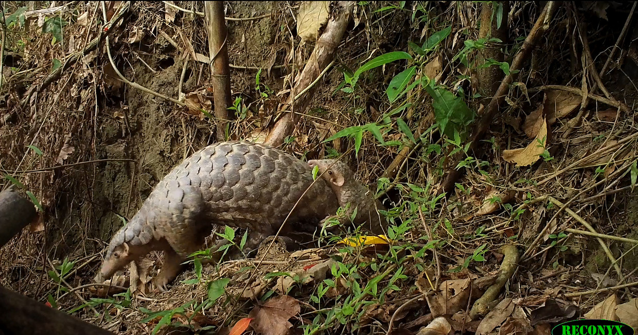 Het mysterieuze schubdier is iets minder mysterieus geworden