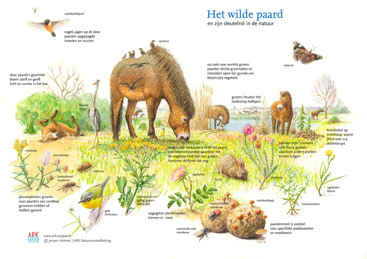 Welkom terug, wild dier: na de wolf kunnen er nog veel meer terugkeren ...