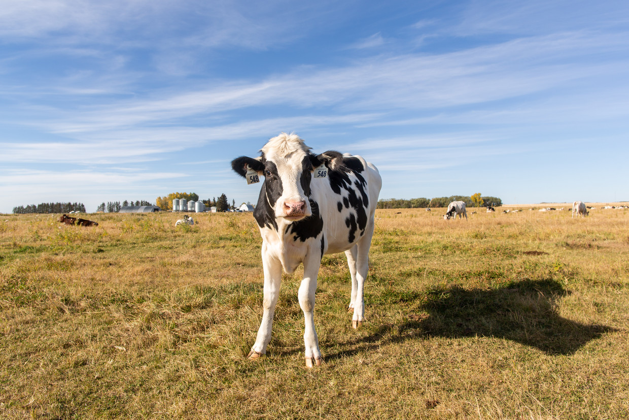 Deze boeren zochten hun heil in Canada: ‘Hier zijn ook regels, maar ze ...