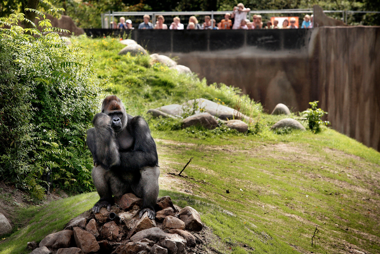 Bokito (1996-2023), wereldberoemd na ontsnapping en mishandeling, werd ...