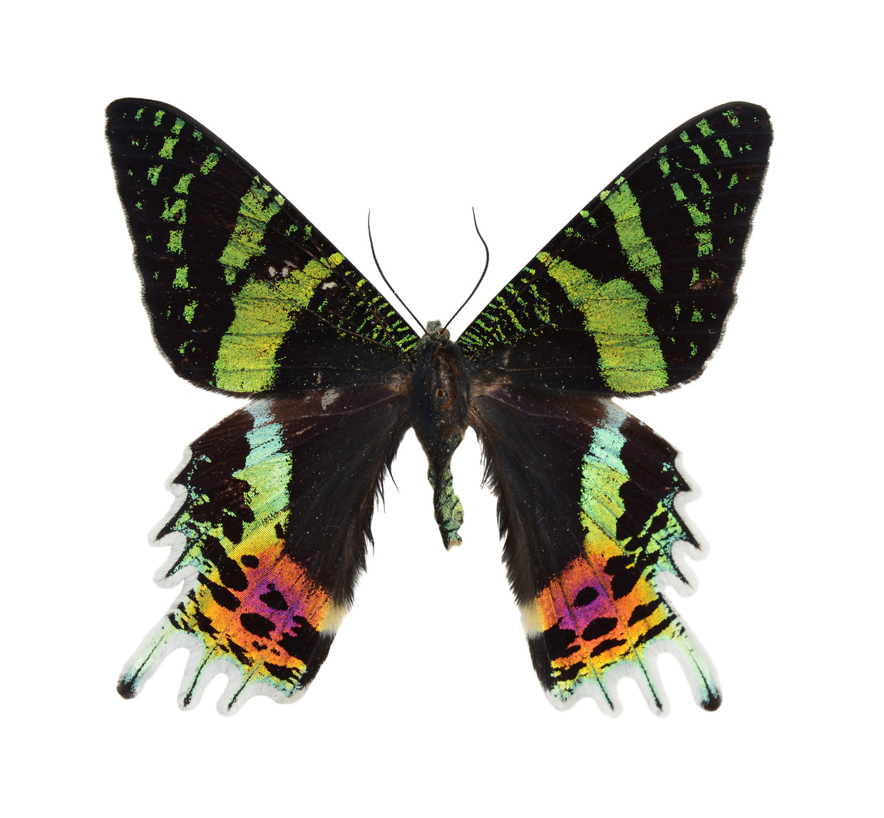 Zo zien de uitvergrote schubben eruit van een kleurige vlindervleugel