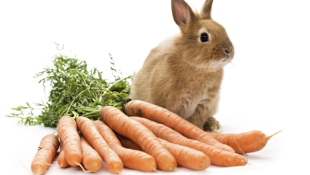 De bakker en het zielige konijn | De Volkskrant