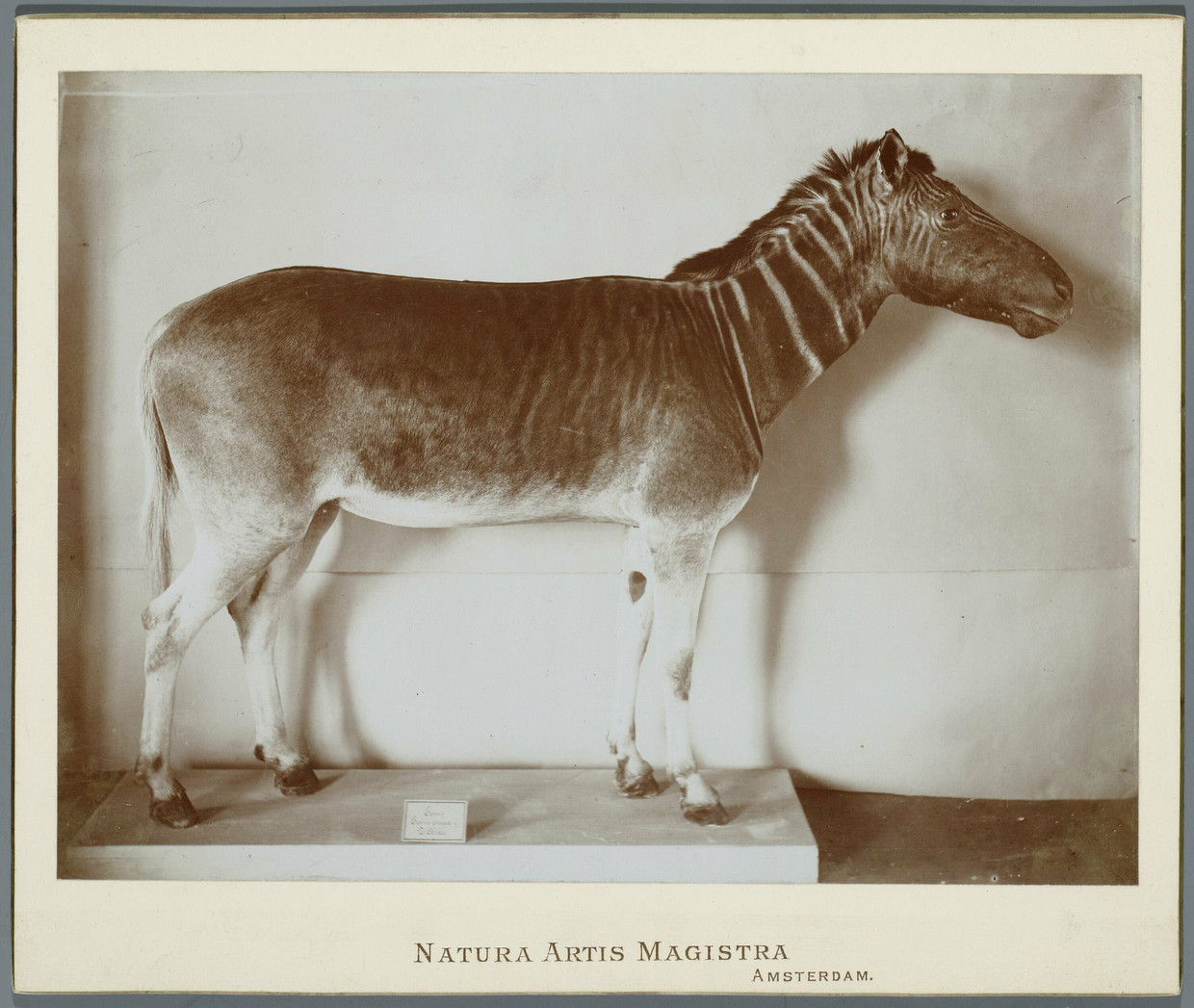 Met de dodo verdween meer dan een bijzondere vogel | De Volkskrant