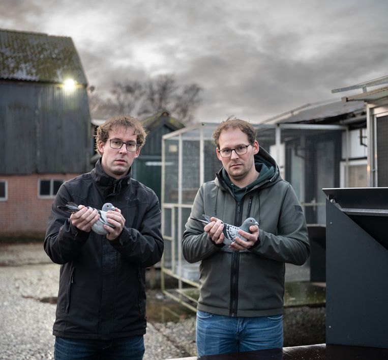 Vier Litouwers opgepakt voor diefstal postduiven ter waarde van 300 ...