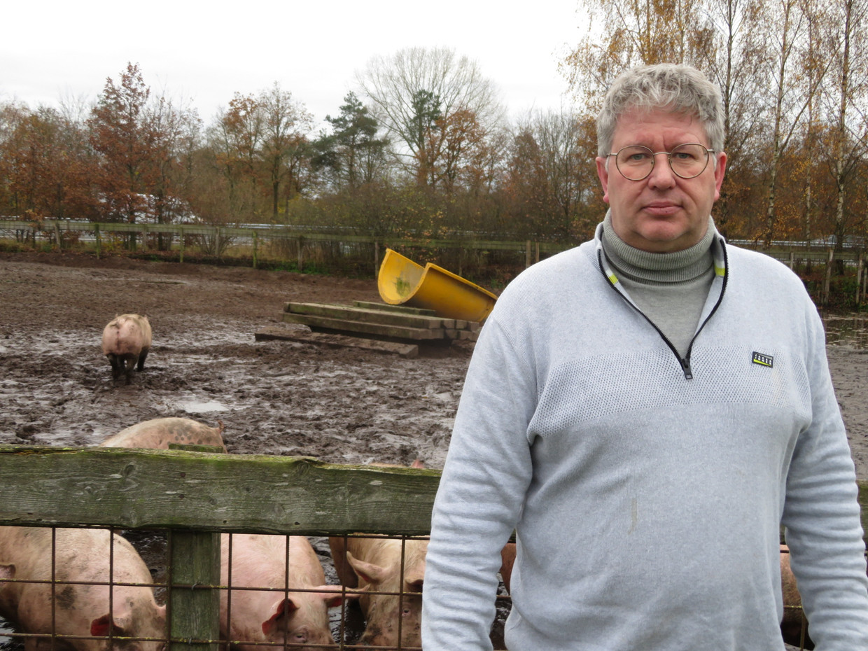 Bij BBB-voorzitter Stegink gaan de varkentjes van de glijbaan – als ze ...